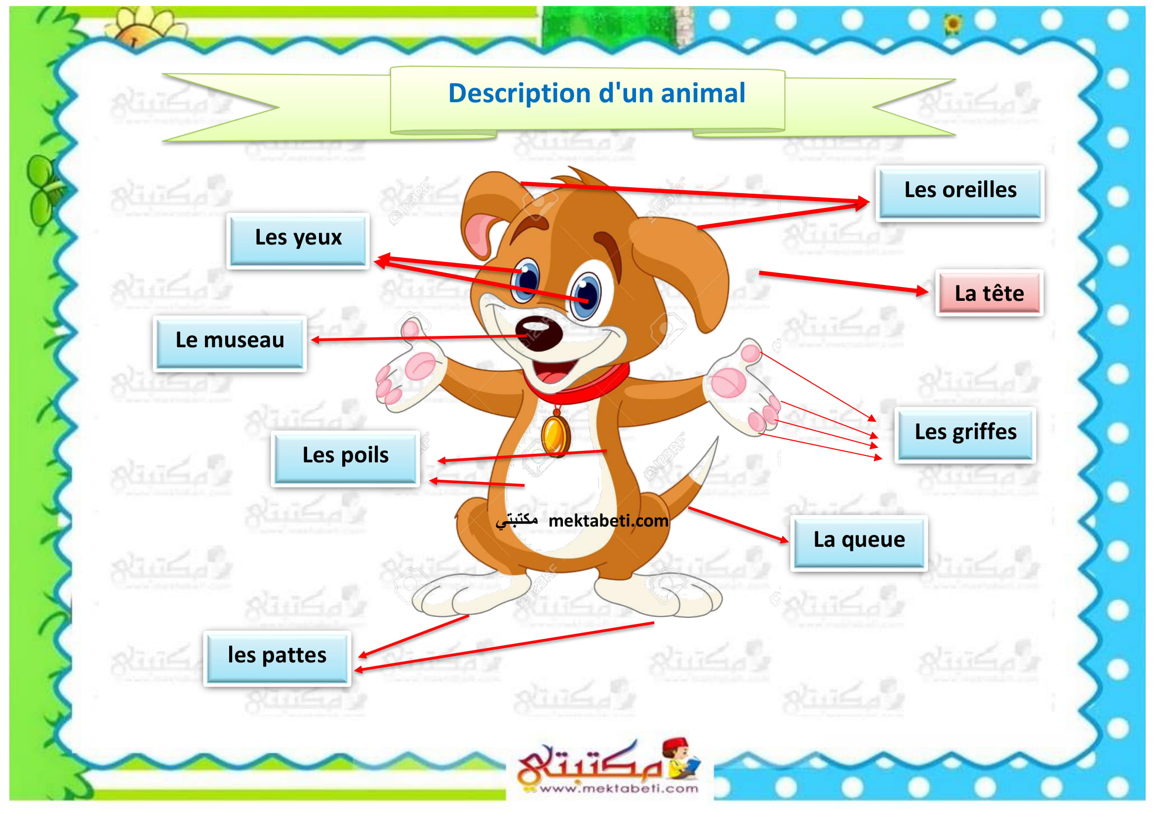Description d'un animal - مكتبتي المنصة التعليمية